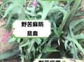 苦麻子菜的功效与作用_苦麻子菜怎么吃