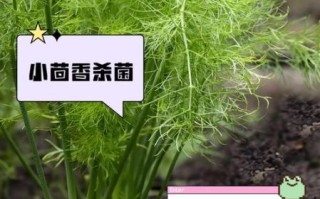 小茴香菜的功效与作用_小茴香菜怎么吃最好