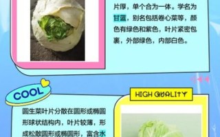 圆生菜图片大全_圆生菜和包菜的区别