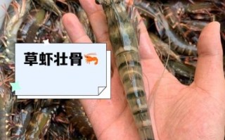 草虾的营养价值_草虾的功效与作用