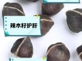 辣木籽的功效与副作用_哪些人不能吃