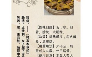 黄柏的功效与作用怎么吃_黄柏的食用方法