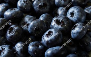 how_to_store_blueberries_fresh_longer_do_blueberries_need_washing