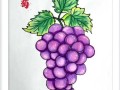葡萄图片卡通怎么画_卡通葡萄简笔画教程