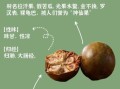 罗汉果怎么泡水_罗汉果一天吃多少合适