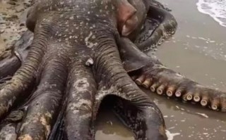 大王乌贼真的存在吗_大王乌贼有多恐怖