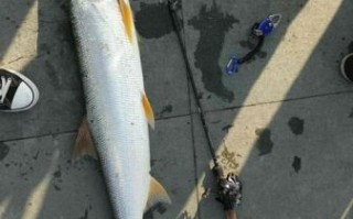 黄箭鱼是什么鱼_黄箭鱼多少钱一斤