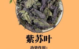 野生紫苏叶图片长什么样_如何辨别真假野生紫苏叶