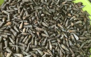 海瓜子多少钱一斤_海瓜子价格受哪些因素影响