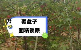 野生覆盆子能吃吗_野生覆盆子功效与作用