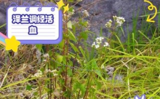 泽兰的功效与作用_泽兰图片长什么样