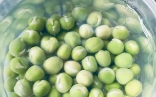 豌豆芽怎么发视频_豌豆芽视频审核多久