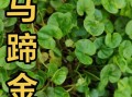 马蹄金草图片_如何识别真假马蹄金草
