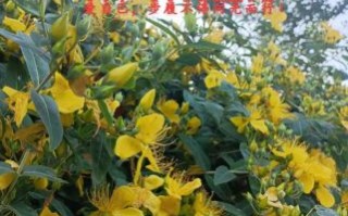 小黄花怎么养_小黄花为什么不开花