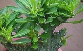 镇宅辟邪的花卉有哪些_哪些花能驱邪挡煞
