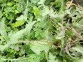 野生苦菜图片_如何识别与食用