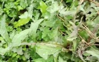 野生苦菜图片_如何识别与食用