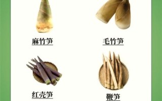 竹笋的种类有哪些_常见竹笋名称及区别