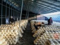 1亩平菇大棚一年能赚多少钱_平菇大棚投资成本与利润分析
