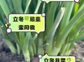 什么人不能吃韭菜_韭菜禁忌人群有哪些