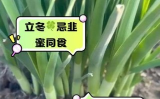 什么人不能吃韭菜_韭菜禁忌人群有哪些
