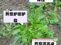 荠菜的功效与作用_荠菜图片欣赏