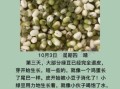 豆芽怎么发芽_豆芽生长过程需要几天