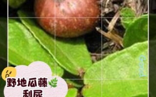野地瓜学名是什么_野地瓜药用价值有哪些