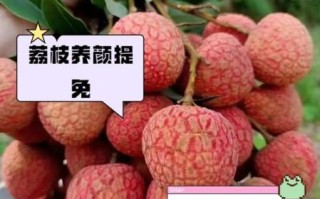 鲜荔枝的功效与作用禁忌_孕妇能吃吗