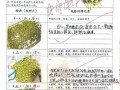 绿豆发芽观察日记7天_怎么写