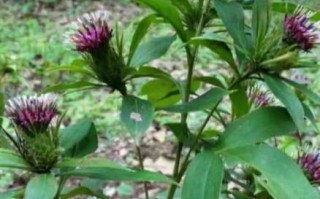 白术图片_白术长什么样