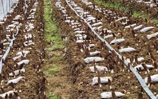 羊肚菌适合在什么地方种植_羊肚菌种植环境要求