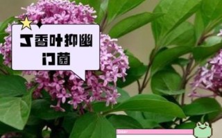 丁香能治什么病_丁香怎么用效果最好