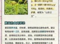 蕨菜图片怎么辨别_蕨菜和有毒蕨类区别