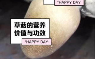 草菇栽培技术_草菇怎么种产量高
