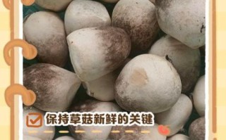 草菇怎么保存_草菇可以冷冻吗