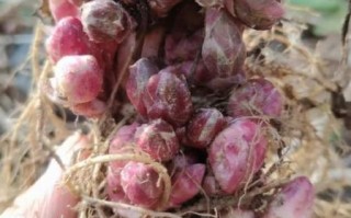 款冬花图片_款冬花长什么样