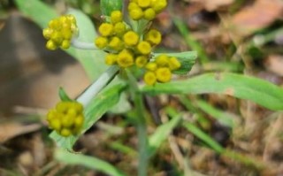 鼠曲草的花能吃吗_鼠曲草的花怎么吃