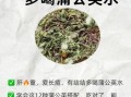 蒲公英的功效与禁忌_什么人不能吃蒲公英