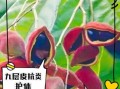 九层皮的功效与作用_九层皮怎么吃效果最好