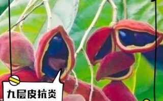 九层皮的功效与作用_九层皮怎么吃效果最好