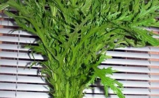 雪里红菜的功效与作用_怎么吃最营养