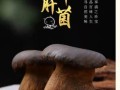 黑牛肝菌多少钱一斤_黑牛肝菌价格行情