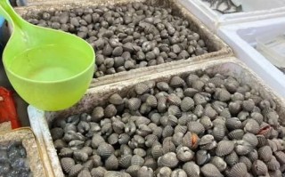 血蛤的功效与作用_血蛤怎么吃最补血