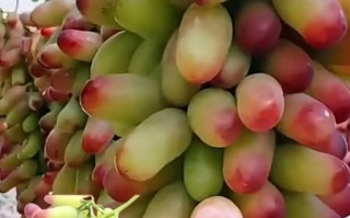 美人指葡萄好吃吗_美人指葡萄产地在哪里