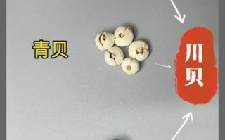 贝母怎么吃效果最好_川贝母和浙贝母吃法区别