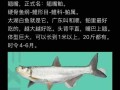 翘嘴鱼的营养价值_翘嘴鱼的功效与作用