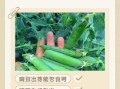 豌豆芽官网是什么_豌豆芽官网怎么注册