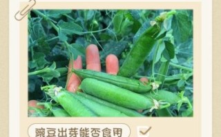 豌豆芽官网是什么_豌豆芽官网怎么注册