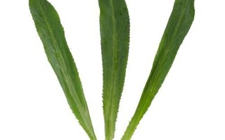 刺芫荽怎么吃_刺芫荽的功效与作用